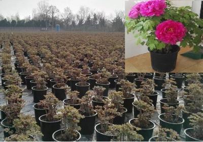 China Sturdy and economical containers for growing and shipping containerized nursery and greenhouse stock for sale