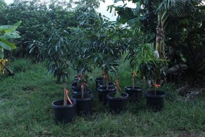 China Sturdy and economical grower pots for sale