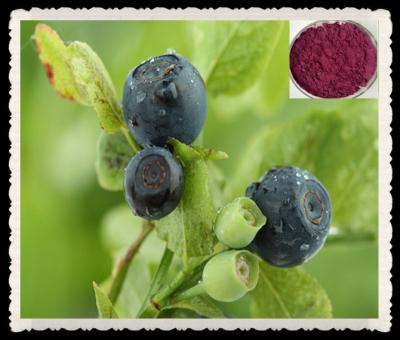 China Bilberry Extract Anthocyanidins for sale