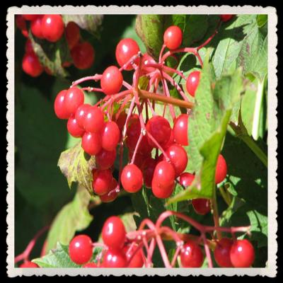 China cranberry extract proanthocyanidins 25%-50% for sale