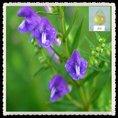 China 100% Natural Scutellaria root extract for sale