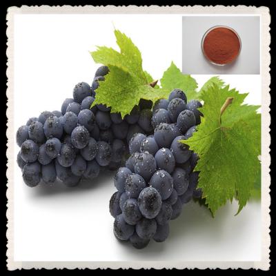 China grape seed extract powder 95% for sale