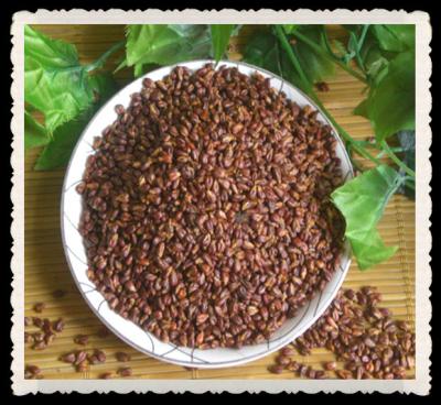 China 95% OPC grape seed extract for sale