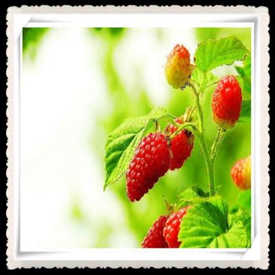 China Factory Supply High Quality Mulberry P.E for sale