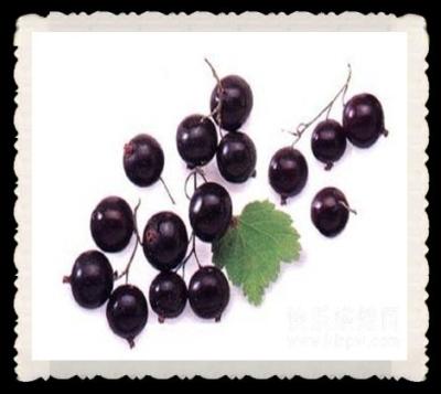 China Black Currant Extract for sale