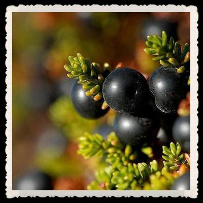 China 25% Anthocyanin Black Currant Extract for sale