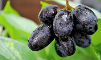 China Plant extract black currant anthocyanin for sale