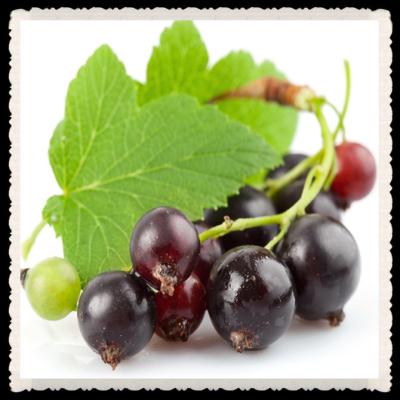 China Plant extract black currant anthocyanin for sale