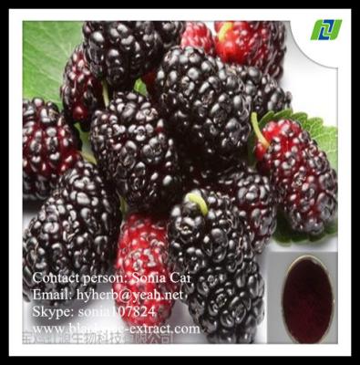 China Mulberry Fruit Extract anthocyanins 20% for sale