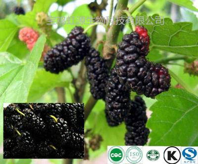 China Low Price Mulberry Fruit Extract Powder for sale