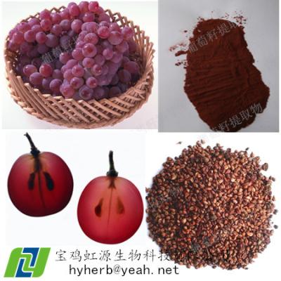 China Best Grape Seed Extract OPC 95% for sale