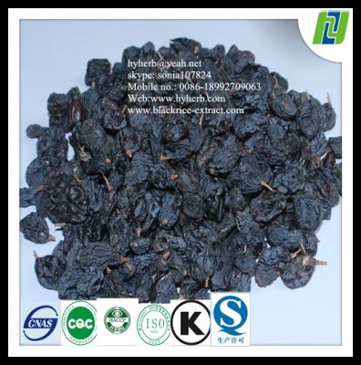 China Free sample with 10 years experience factory provide Black Currants Extract for sale