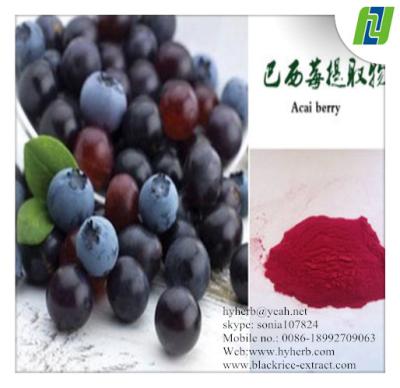 China professional technology support brazilian acai berry extract for sale