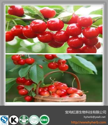 China Chinese cherry fruit extract powder for sale