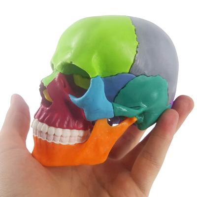 Cina L'anatomia medica ha colorato Mini Human Skull Puzzle Model di plastica 15 parti per istruzione dei bambini in vendita