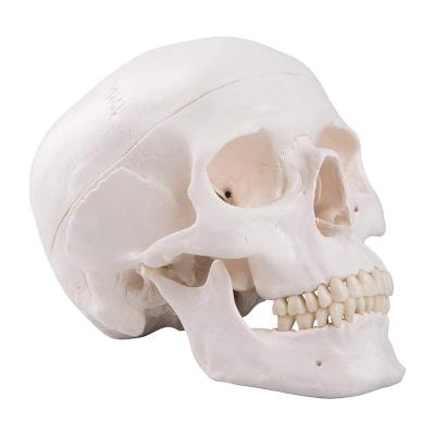 Cina Modello di scheletro capo anatomico With Removable Teeth del cranio umano adulto a grandezza naturale in vendita