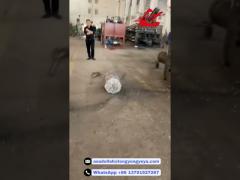 Turn-Out Metal Baler in Action | Wanshida Hydraulic Scrap RecycliHeavy Duty Recycling Solution.