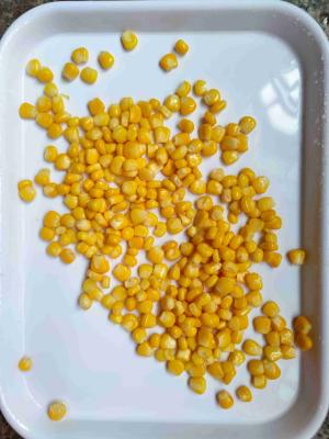 China Leuke teeltsoort Niet-GGO ingeblikte suikermaïs voor uitvoer Te koop