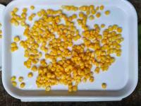 China Non-GMO Super Sweet Canned Yellow Corn 5-8% Brix Manual Selection Whole Kernel for sale