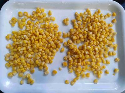 China Vers maïs ingeblikt zoete maïs voor fruit en paddestoelen Te koop