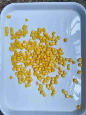 China Healthy And Delicious Canned Sweet Corn Recipes For Manufacturing Trading for sale