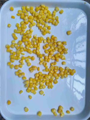 China Gemakkelijke en heerlijke ingeblikte maïspitten Zoete maïs Te koop