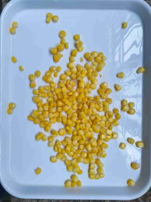 China Gemakkelijk te bewaren ingeblikt zoete maïs met een eigen label aanvaardbaar met ingeblikte stijl Te koop