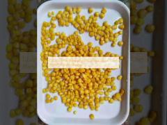 Ontdek de veelzijdigheid van ingeblikte zoete maïs die perfect is voor elk recept
