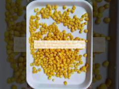 Add Flavor and Nutrition with Canned Sweet Corn in Metel Tin Packaging