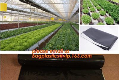 中国 ポリエチレンの200micronのトマトの成長の植物のトマトのフィルム、フィルムのcoveriのための商業トンネルの温室のフィルム トマトの木 販売のため