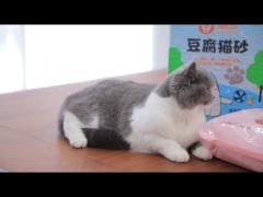 introductie van kattenlak
