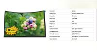 Quality 55 Inch Flexible AMOLED Display 1920x1080 MIPI 400cd/M² For Curved TVs for sale