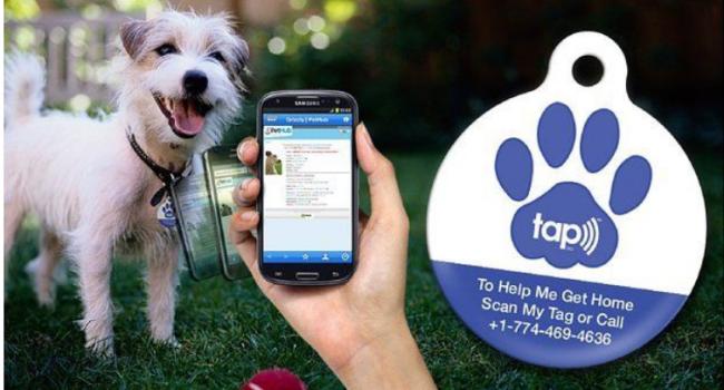 NFC Animal ID Tag sample with key ring attachment