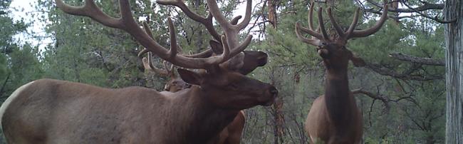 NA Elk