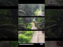 WEA18 PALM OIL TRACTOR