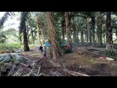 trator do óleo de palma da distância entre o eixo dianteira e traseira de 2150mm com capacidade agrícola do depósito de gasolina do pneu 11L