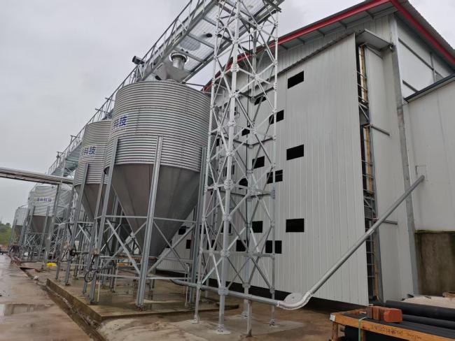 Farmrob automatic chicken feeding system in operation