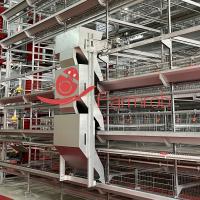 China Multi Tier Automatic Poultry Feeding System H Type for Layer Battery Cages with 30+ Years Expertise for sale