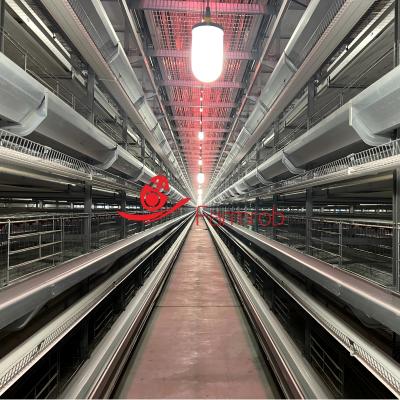 Cina Sistema di gabbie per polli a strati automatico e produttivo, facile da installare in vendita