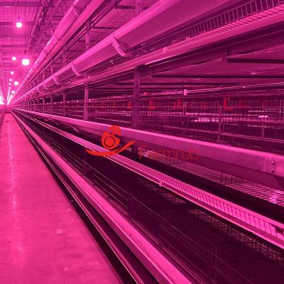 중국 대규모 양계장을 위한 과학적 관리 계층식 닭장 시스템 판매용