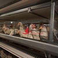 China 30000 Layer Chicken Cage System Smart System for sale