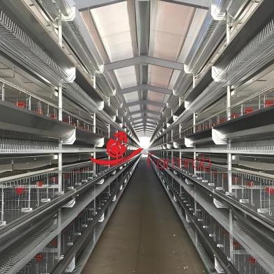 중국 3~5층 치킨 케이지 시스템 알-Zn-Mg 트러그와 함께 스마트 시스템 판매용