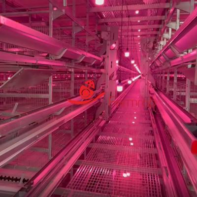 중국 효율적인 계층 치킨 케이지 시스템 275g/m2 판매용