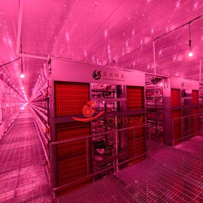 중국 치킨 균일성을 위해 최적화된 계층 치킨 케이지 시스템 판매용