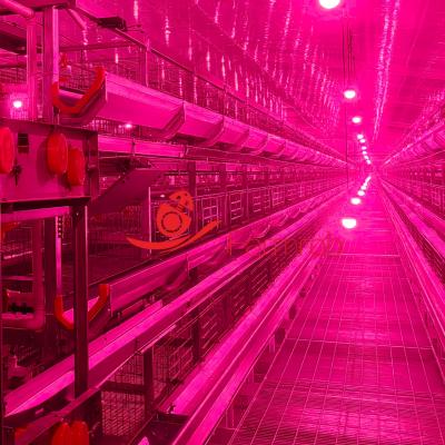 중국 고자원 활용 계층 닭장 시스템 효율적인 사료 및 물 분배 판매용