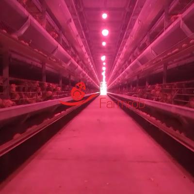 중국 최적화된 관리를 위해 통합 계층 닭고기 케이지 시스템 판매용