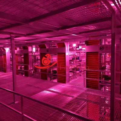 중국 글로벌 농장을 위한 지능형 계층 닭장 시스템 판매용