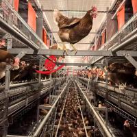 China Multi-layer Cage Free Poultry System with 1200mm Length, 522 cm²/bird Space & Automated Feeding for sale