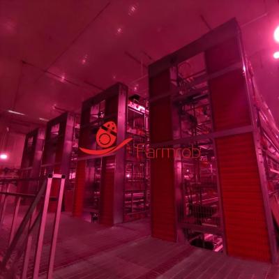 중국 러시아 농장을 위한 60000수 안전 계층 닭장 시스템 (셀당 9마리, 친환경 디자인) 판매용