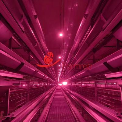 중국 80000 파키스탄 농장용 위생층 닭고기 케이지 시스템 판매용